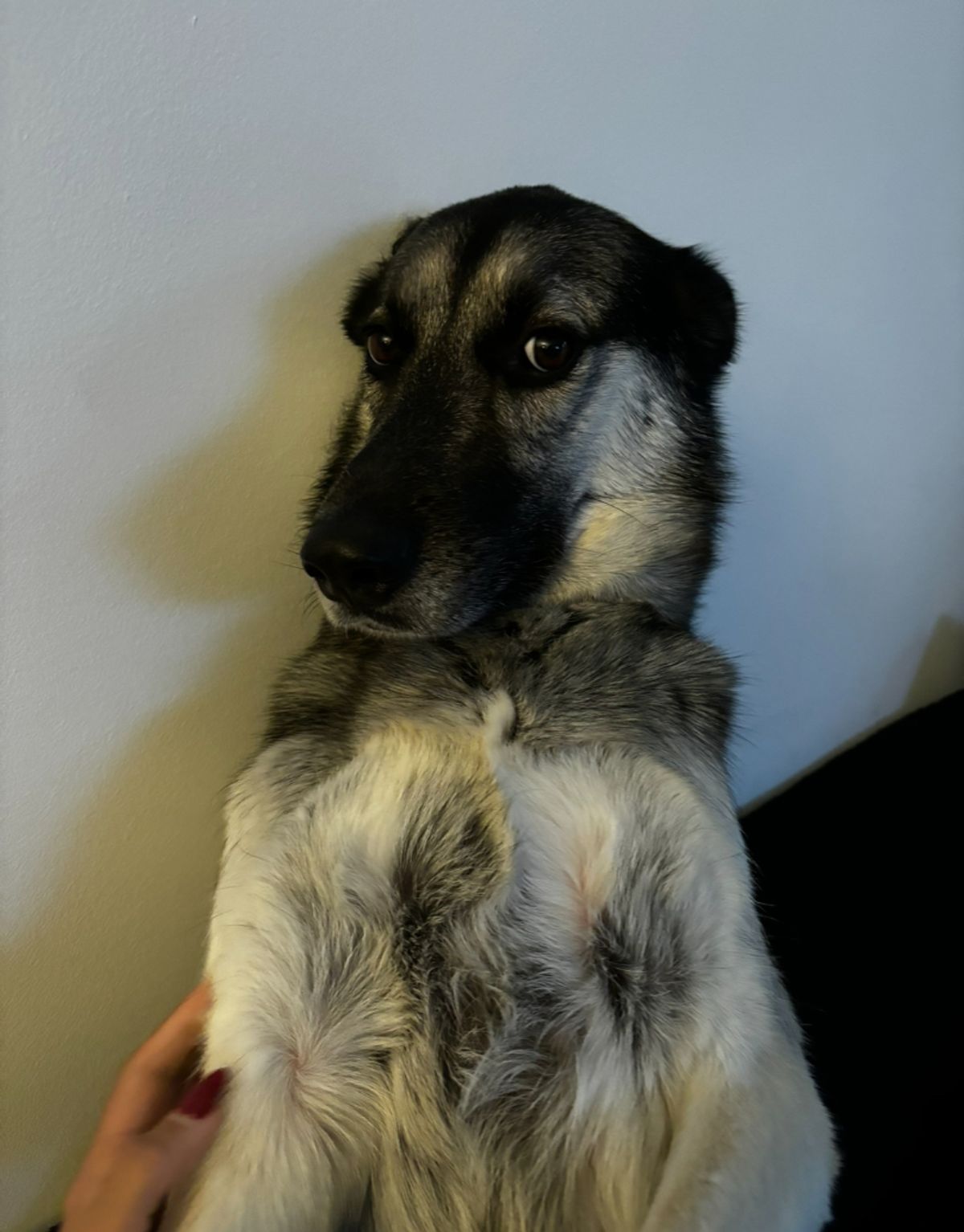 Houseguests and Their Furry Friends - Big Brother Canada - Season 12 ...