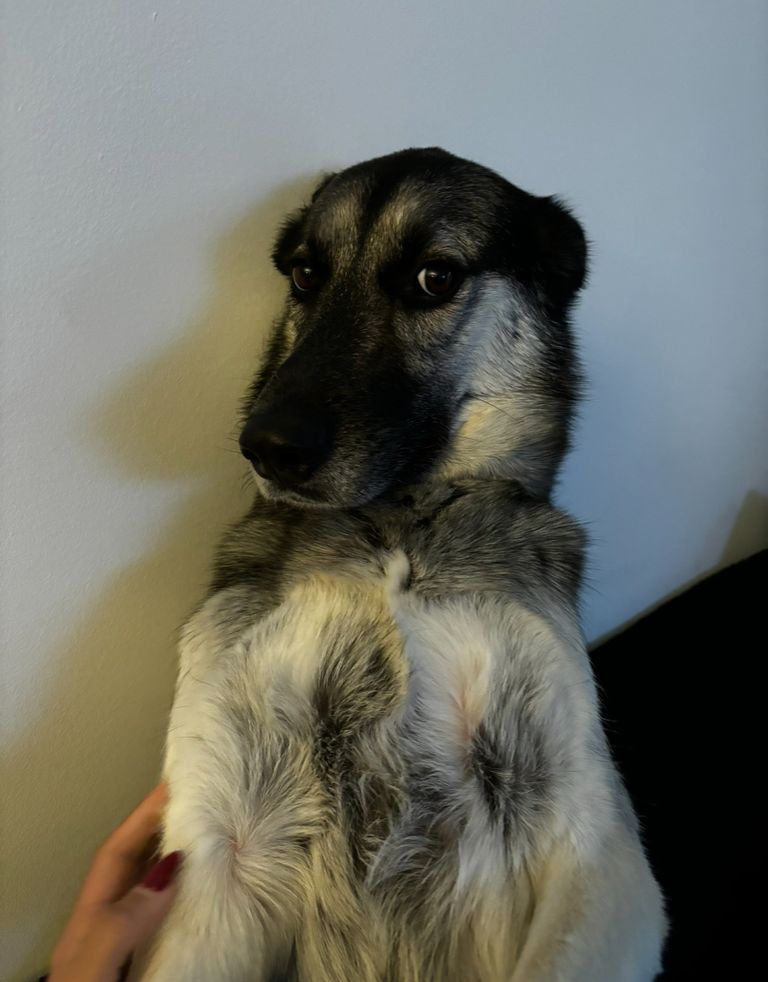 Houseguests and Their Furry Friends - Big Brother Canada - Season 12 ...