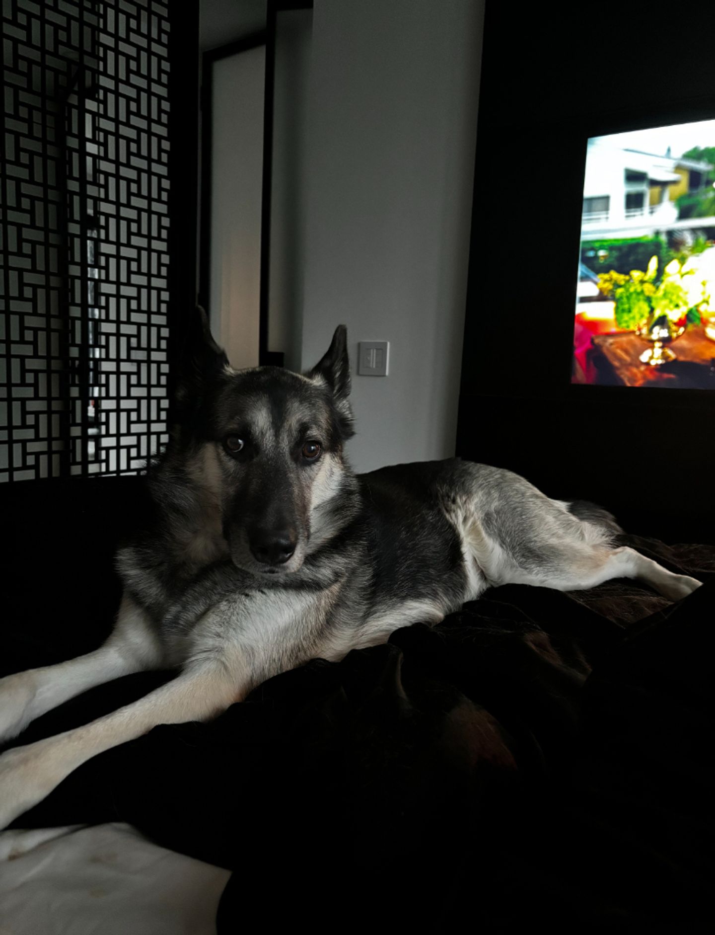 Houseguests and Their Furry Friends - Big Brother Canada - Season 12 ...