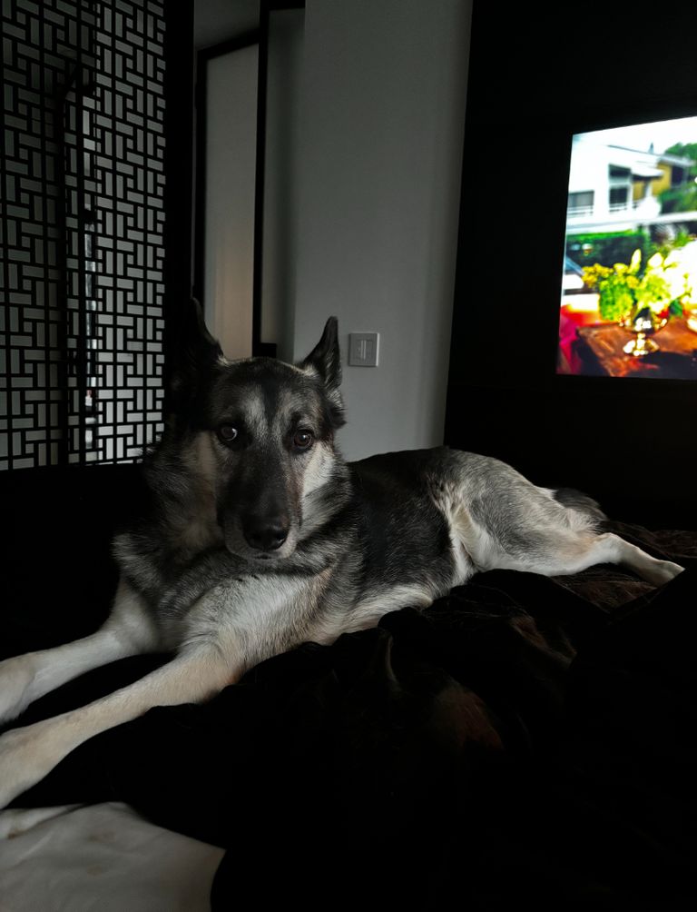Houseguests and Their Furry Friends - Big Brother Canada - Season 12 ...
